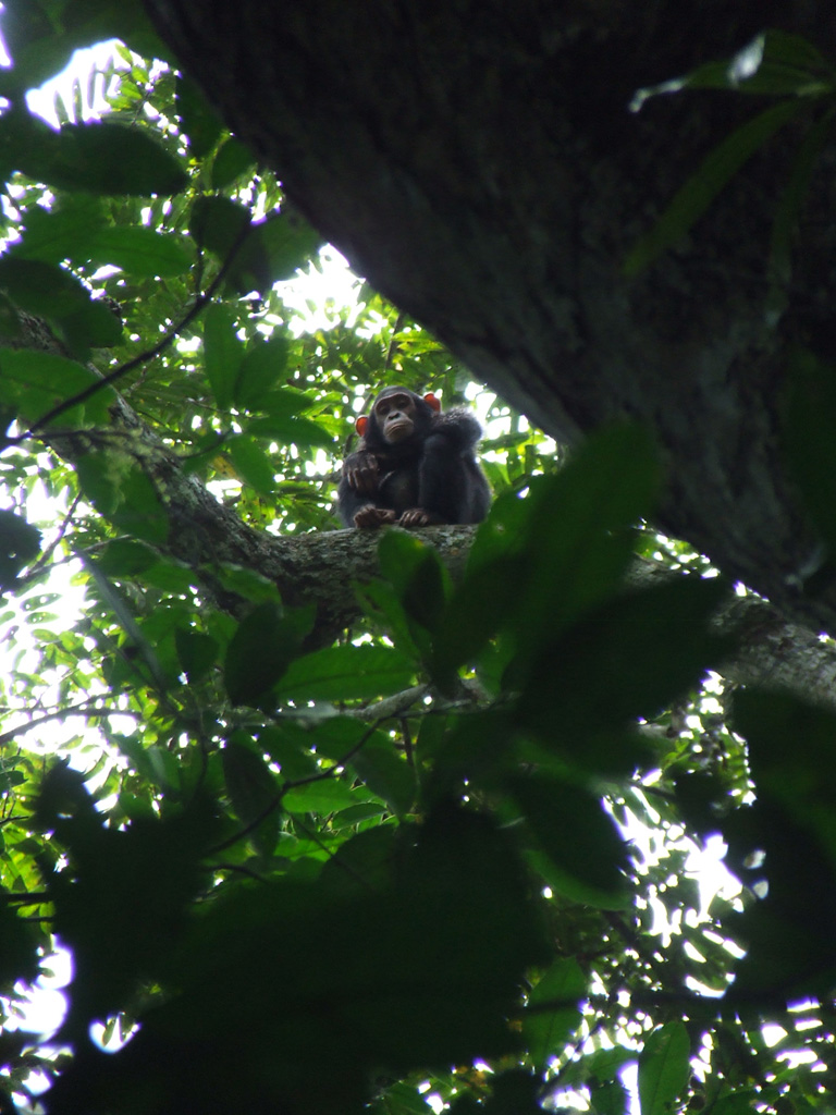 Tool-using Chimp Culture Found in Democratic Republic of Congo | SWARA ...