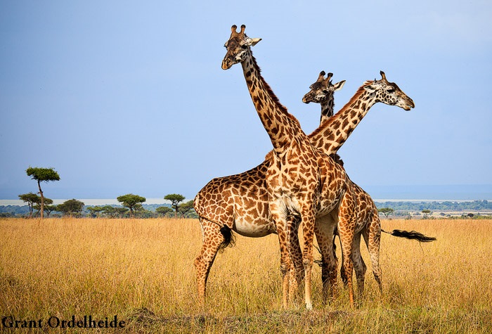 Three Giraffes Electrocuted in Kenya’s Soysambu Conservancy - SWARA ...