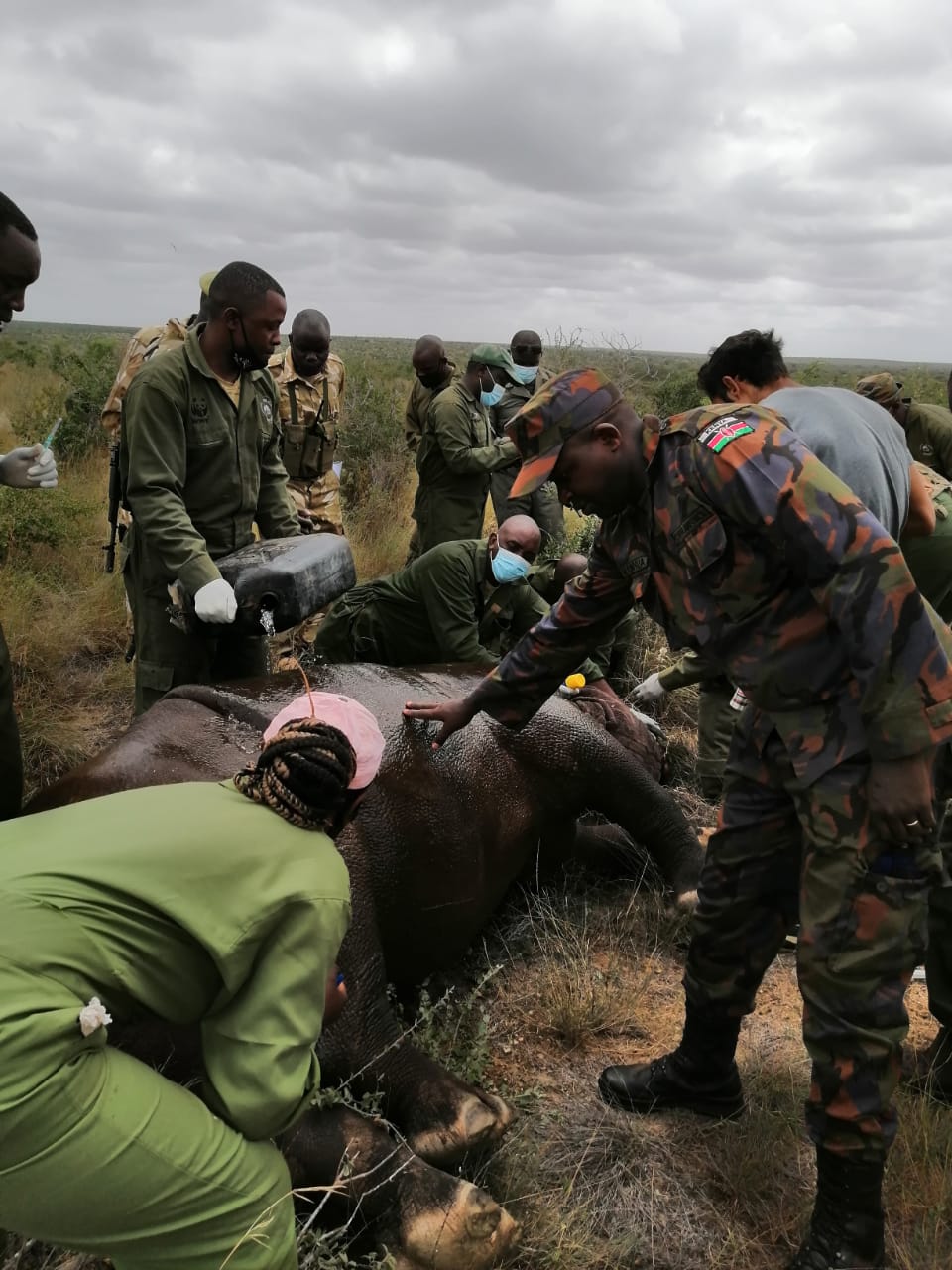 Ear-notching Under Way to Identify Black Rhinos in Tsavo East - SWARA ...