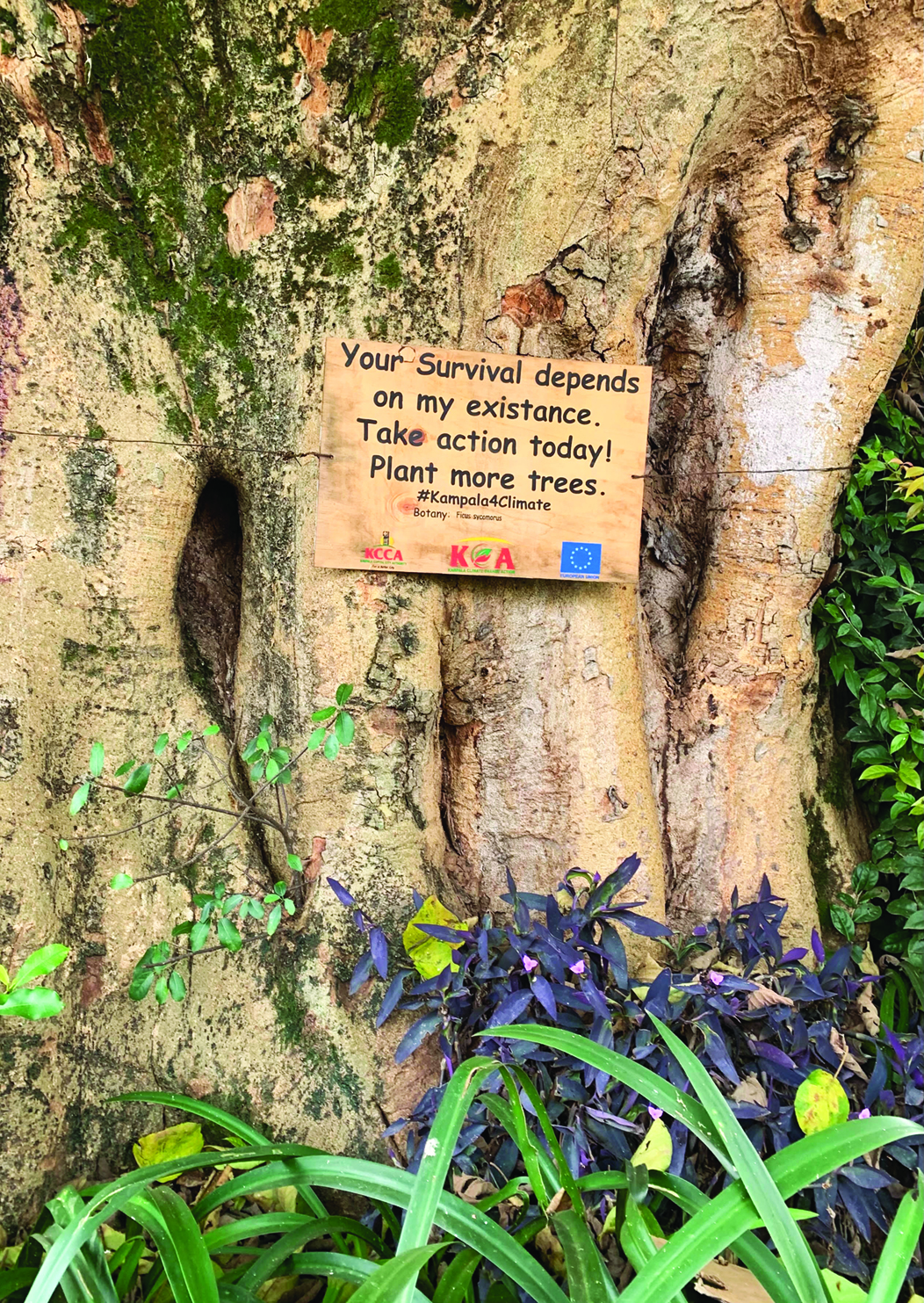 Astounding Progress: Kampala’s Plan for Trees - SWARA Magazine