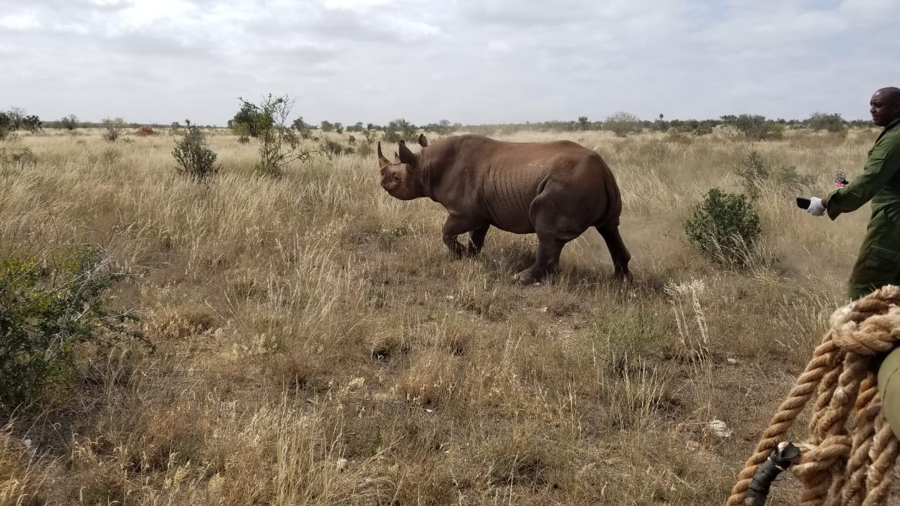 Rhino Ear-Notching Under Way in Lewa Conservancy - SWARA Magazine