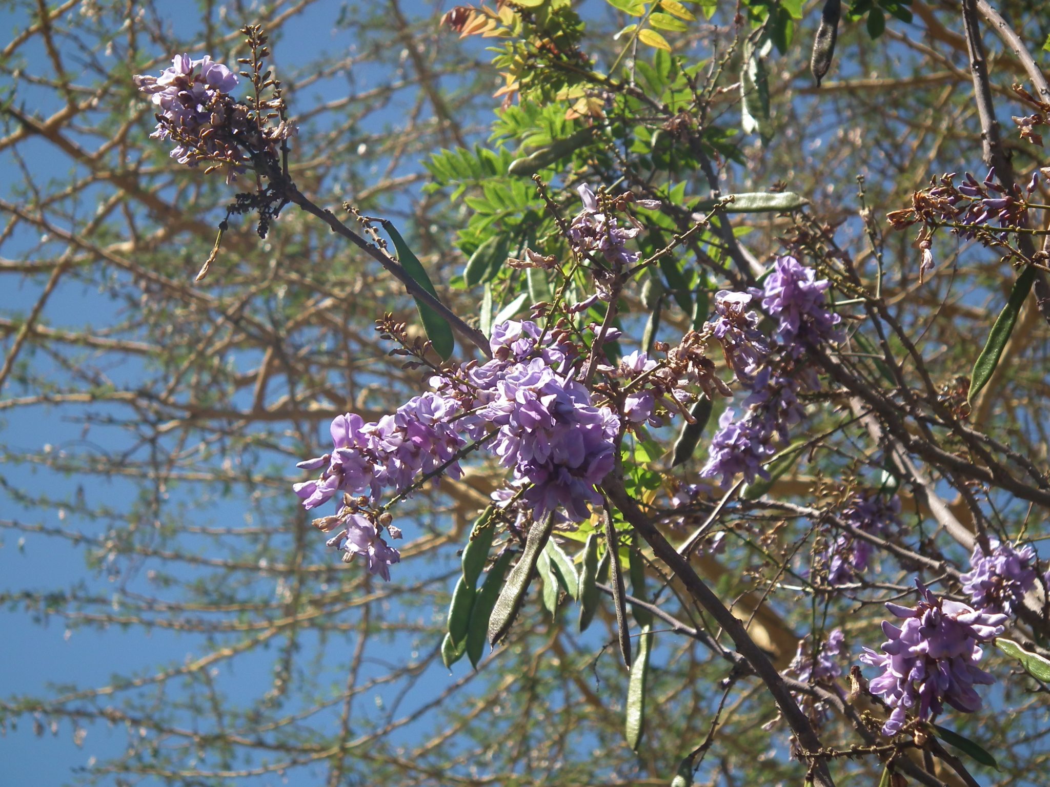Six Indigenous Flowering Trees for Vibrant Gardens - SWARA Magazine