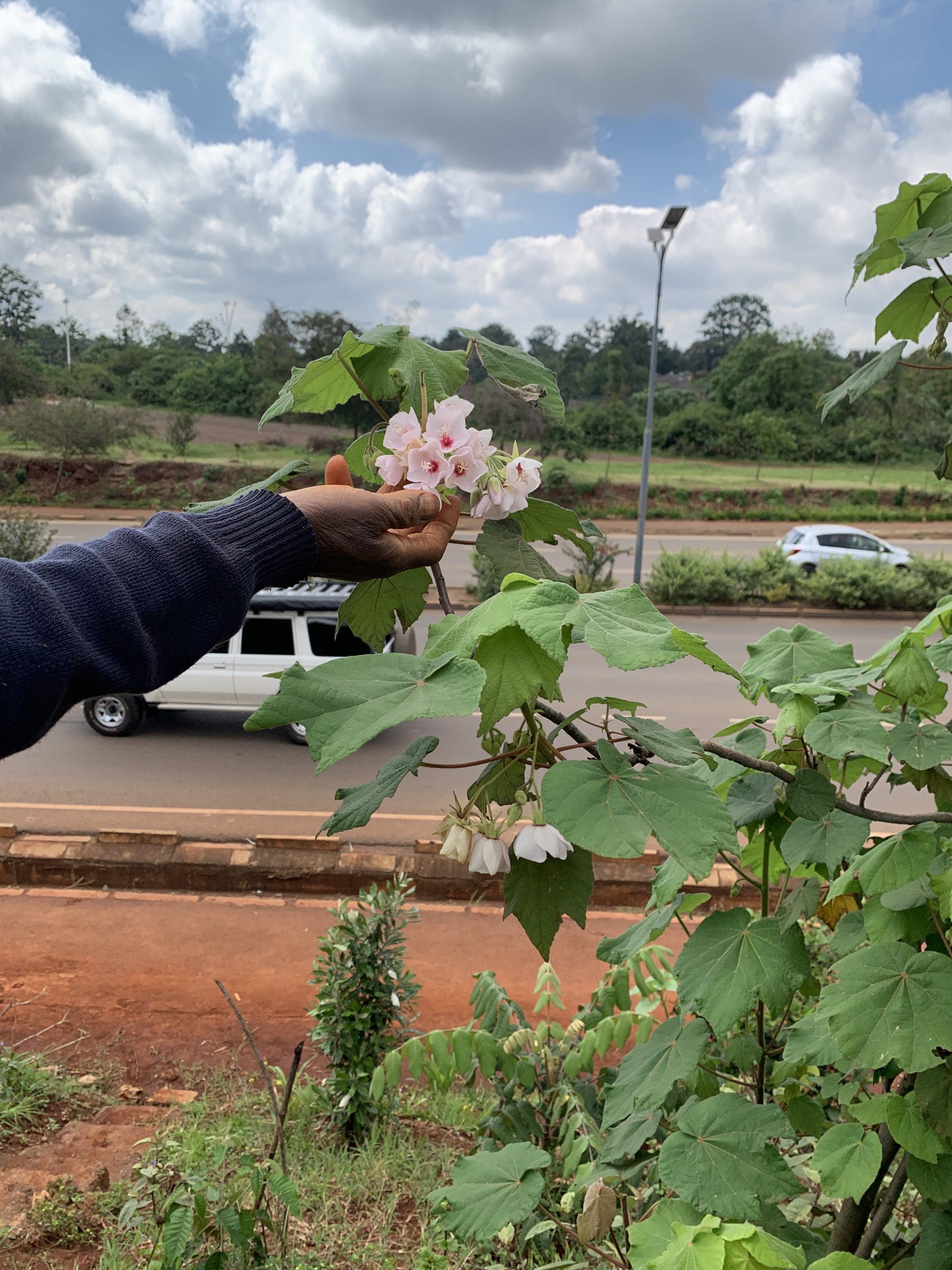 Six Indigenous Flowering Trees for Vibrant Gardens - SWARA Magazine