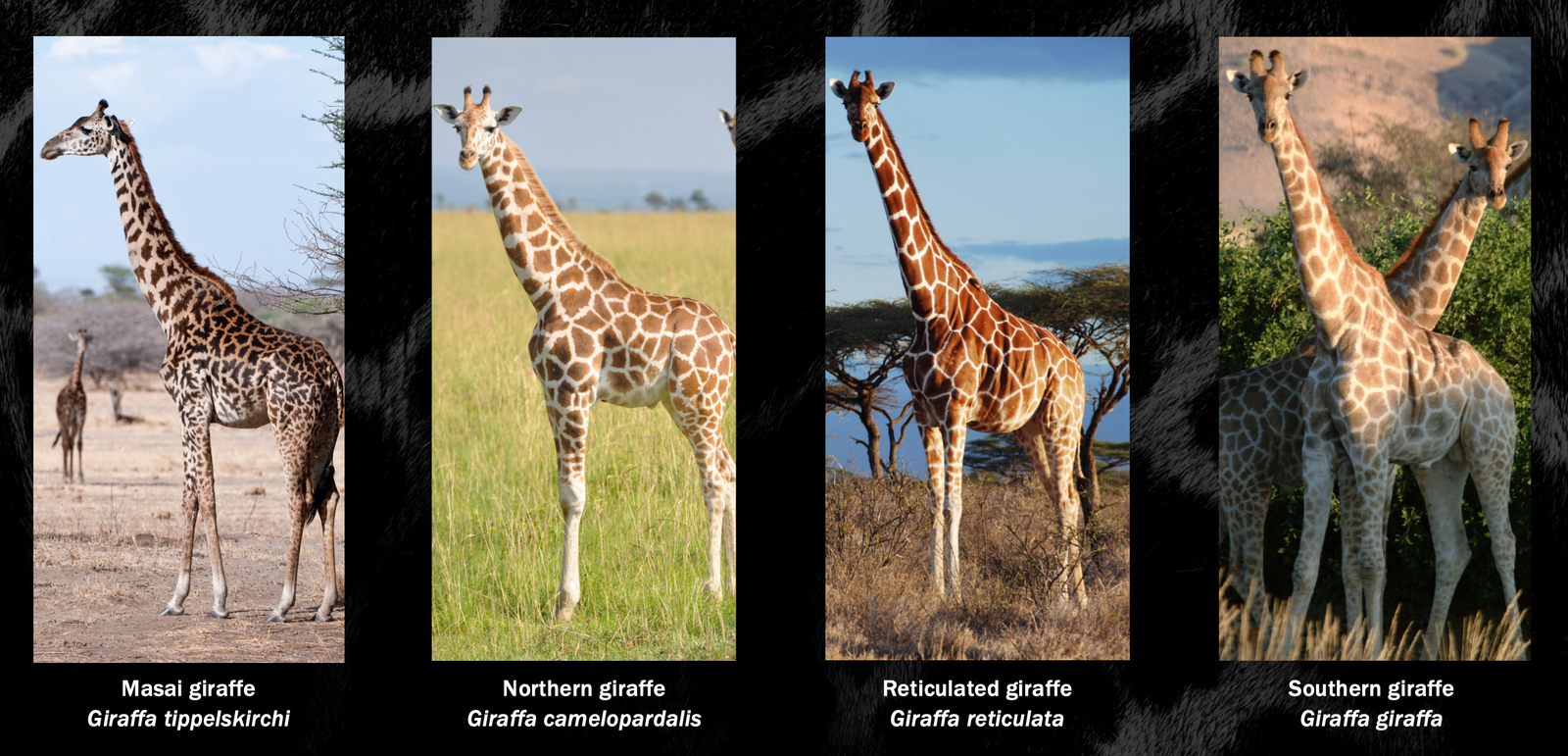 IUCN Splits Giraffes into Four Species in Conservation Shake-Up - SWARA ...